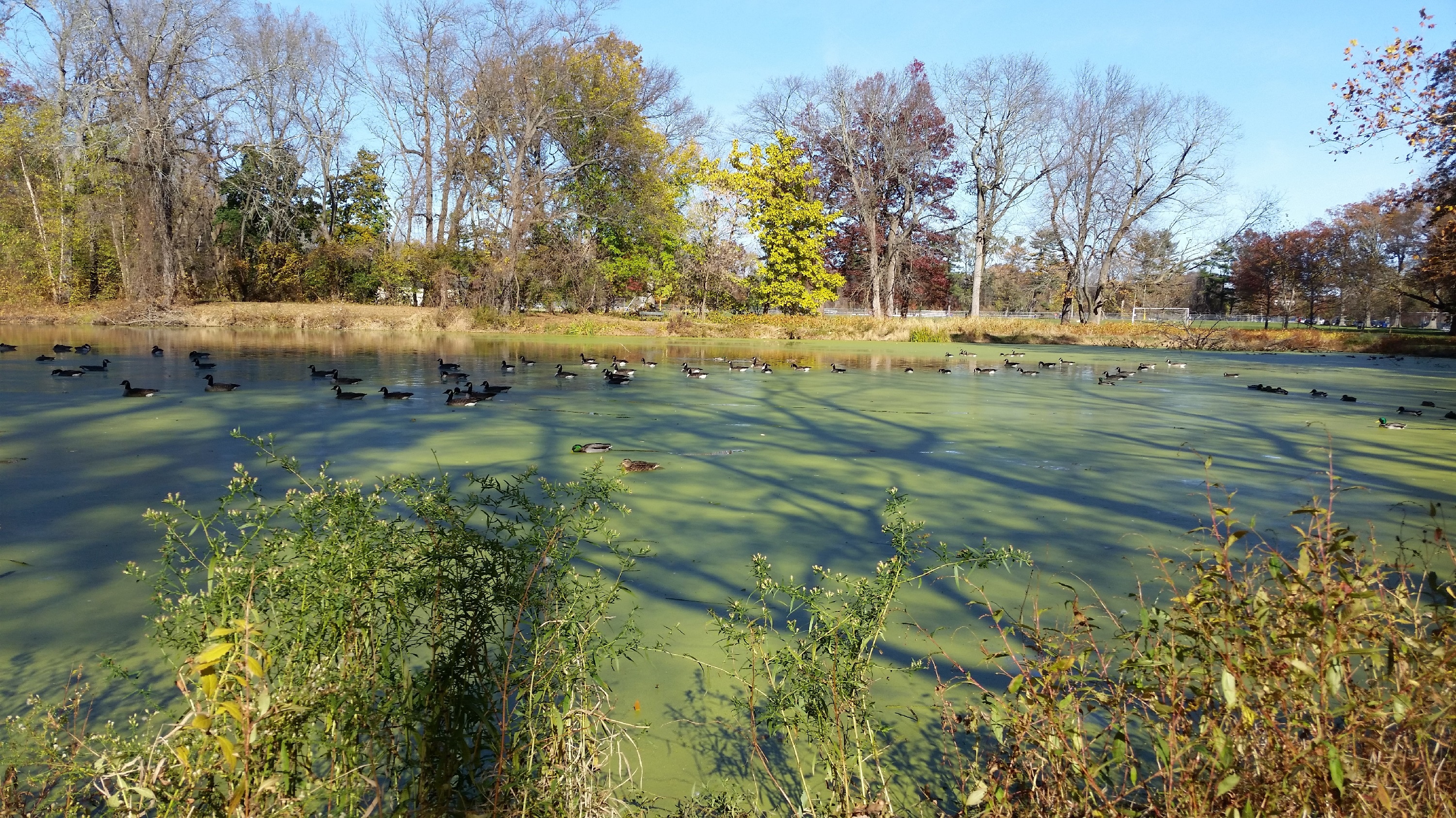 Harmful Algal Blooms are Plaguing Our Waterways