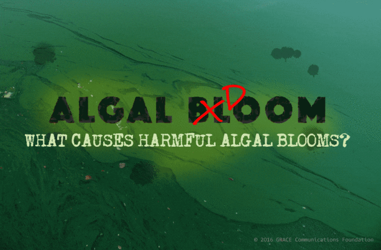 Harmful Algal Blooms in Water - Water Footprint Calculator